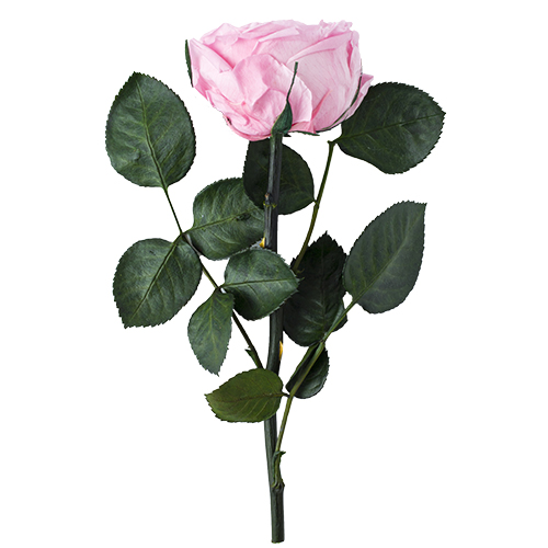 Preserved Flowers - Florever