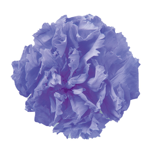 Preserved Flowers - Florever