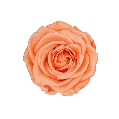 Preserved Flowers - Florever